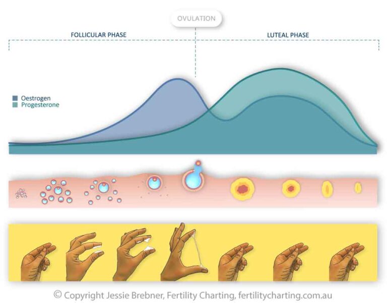 Cervical Mucus Gallery - Fertility Charting